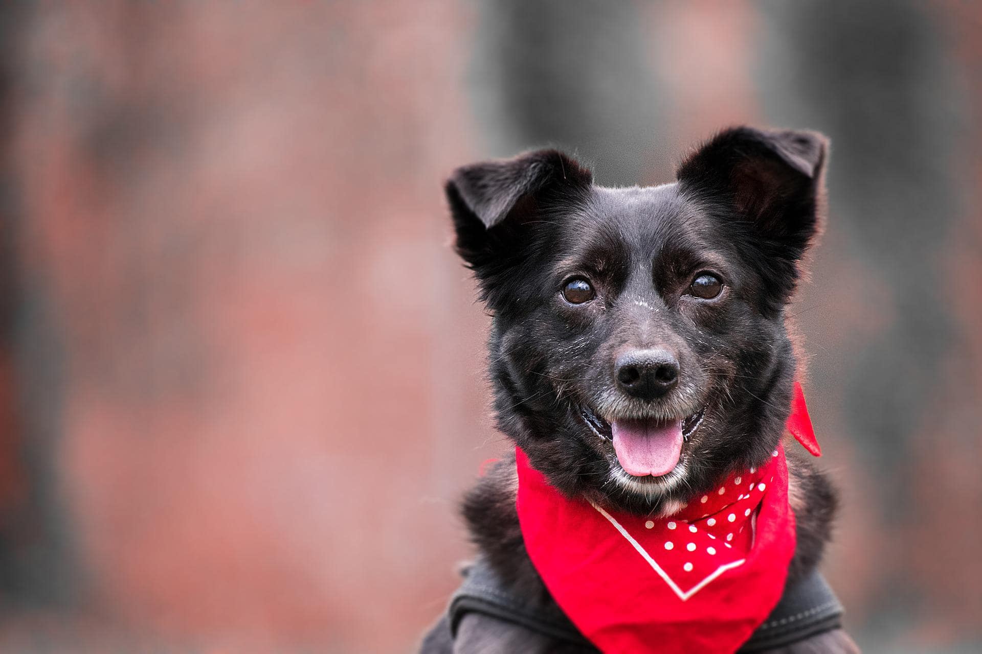 Dog scarves, which one to choose?
